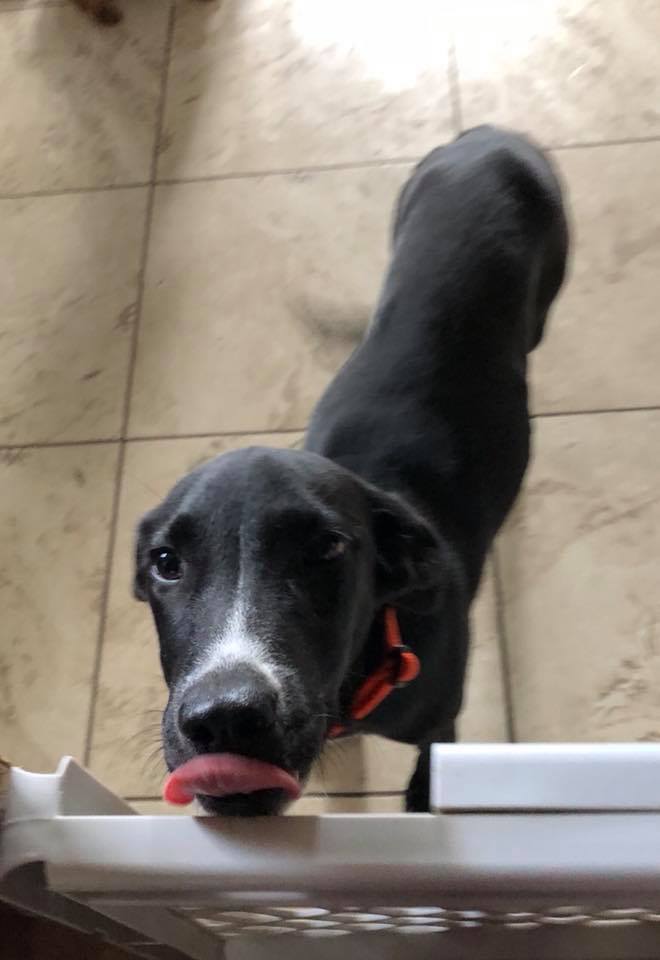 Rain – Starting Over Animal Rescue