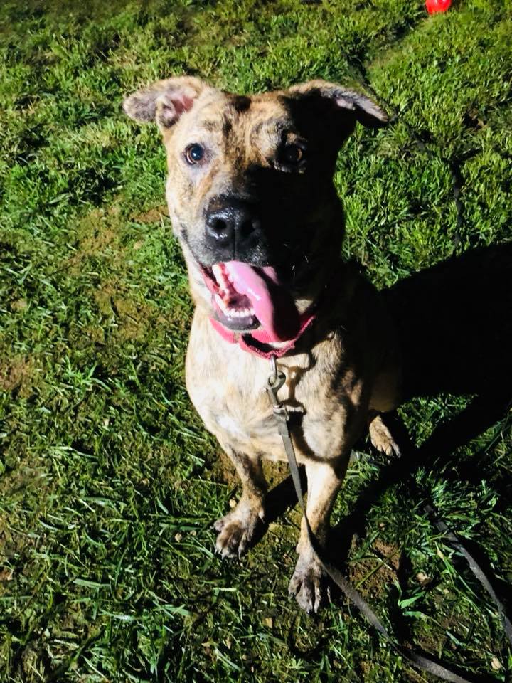 Tigger – Starting Over Animal Rescue