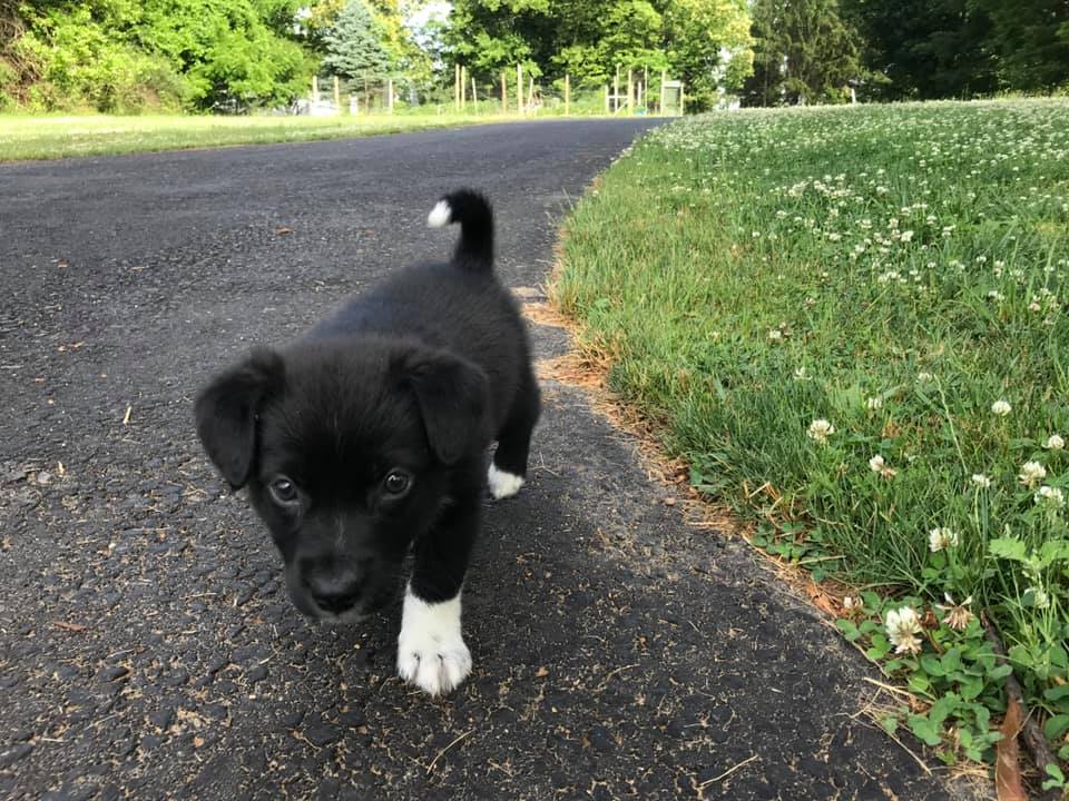 Available Dogs/Puppies – Starting Over Animal Rescue