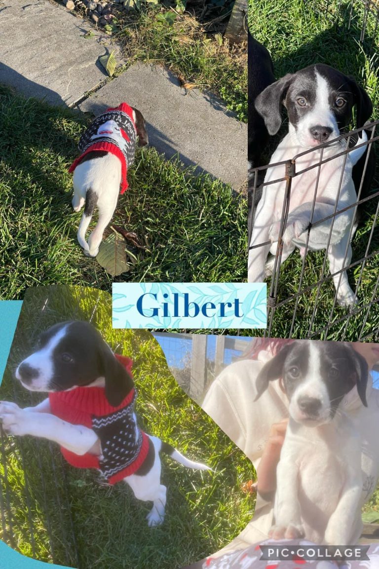 Available Dogs/Puppies – Starting Over Animal Rescue