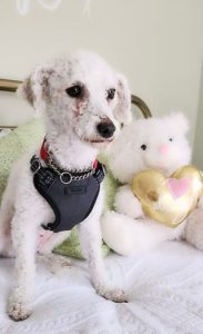 Available Dogs/Puppies – Starting Over Animal Rescue