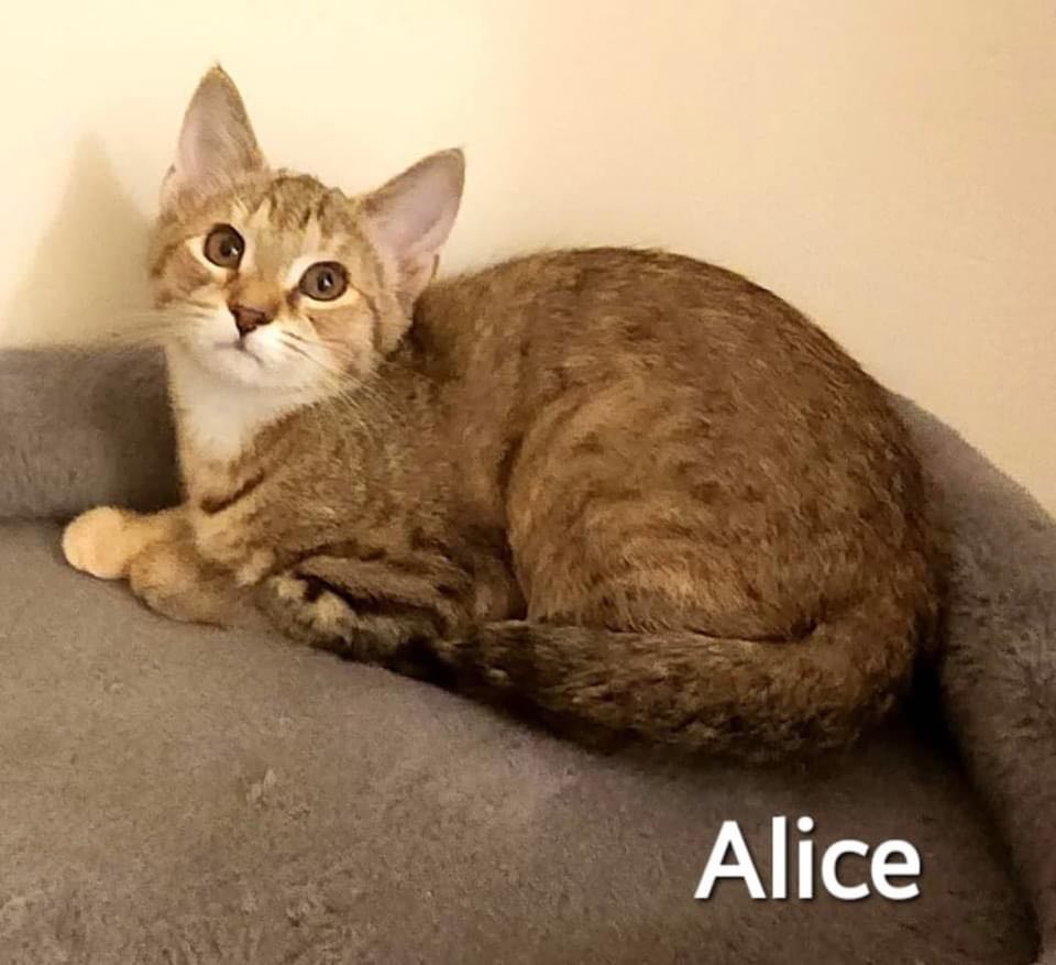 Available Cats/Kittens – Starting Over Animal Rescue