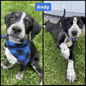 Available Dogs/Puppies – Starting Over Animal Rescue