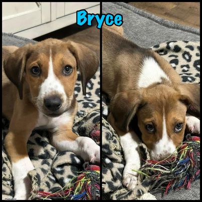 Available Dogs/Puppies – Starting Over Animal Rescue