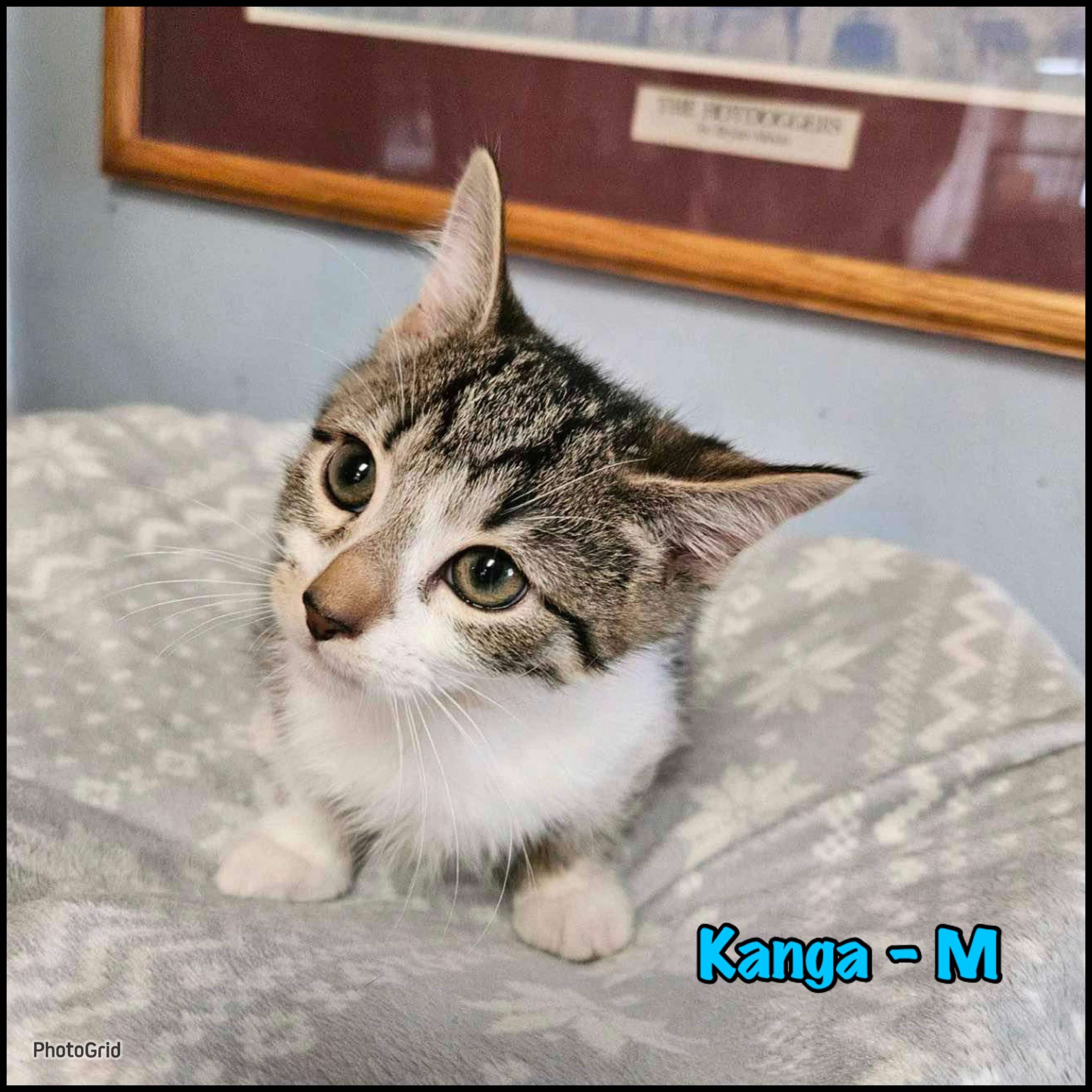 Available Cats/Kittens – Starting Over Animal Rescue