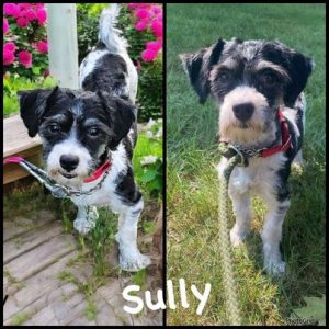 Available Dogs/Puppies – Starting Over Animal Rescue