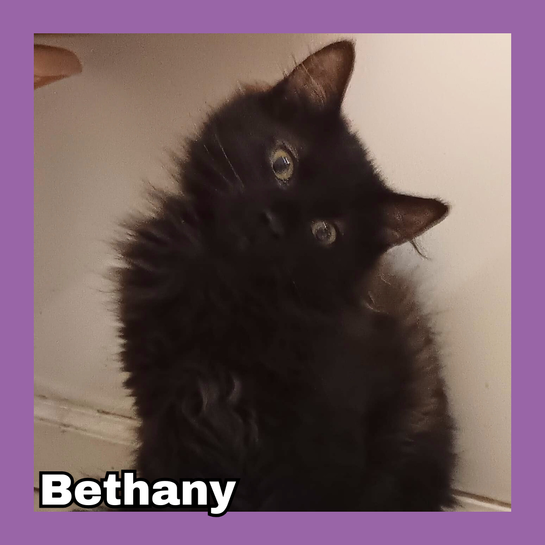 Available Cats/Kittens – Starting Over Animal Rescue