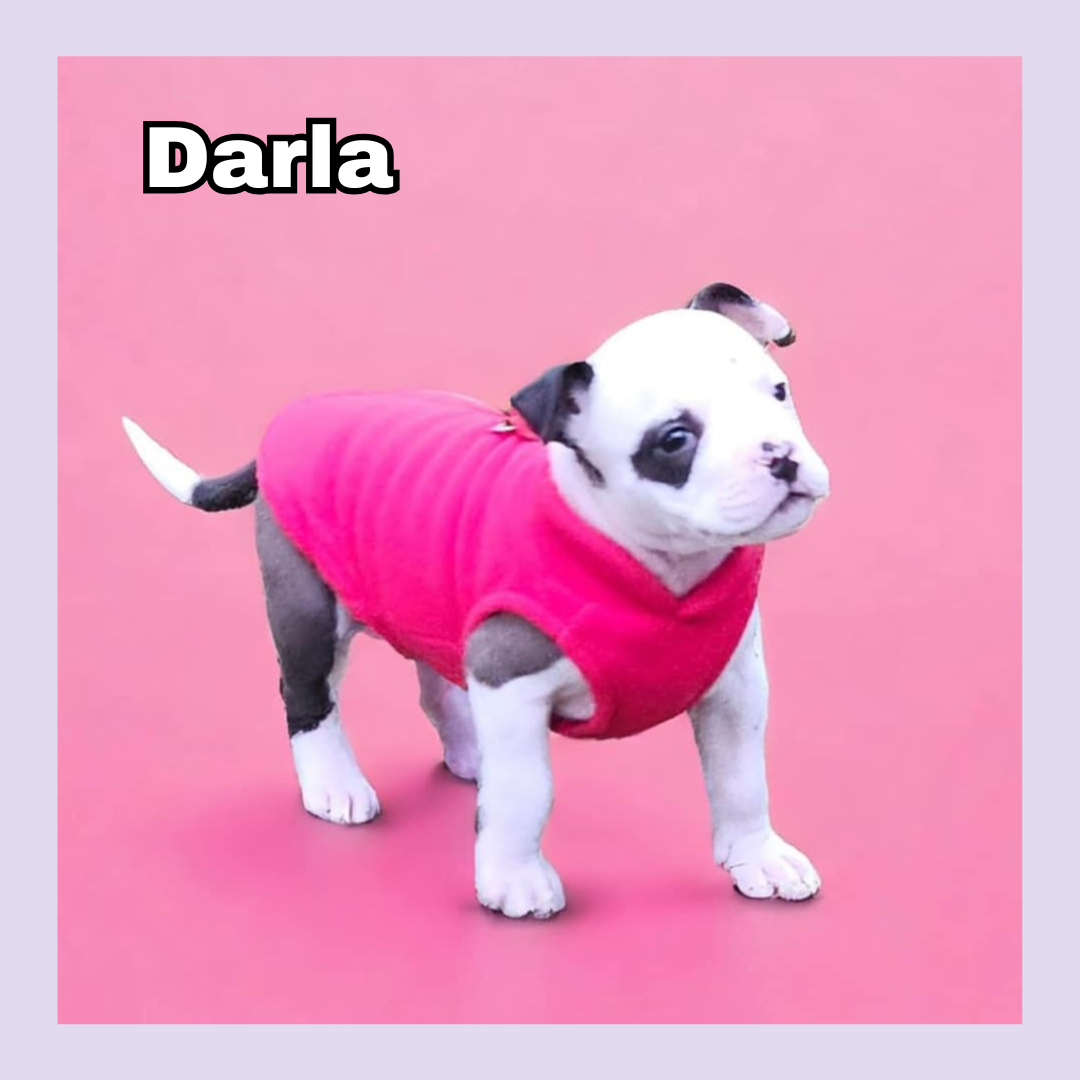 Available Dogs/Puppies – Starting Over Animal Rescue