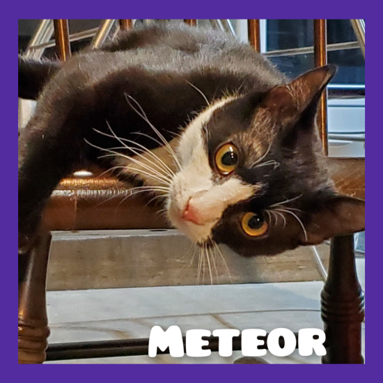 Available Cats/Kittens – Starting Over Animal Rescue