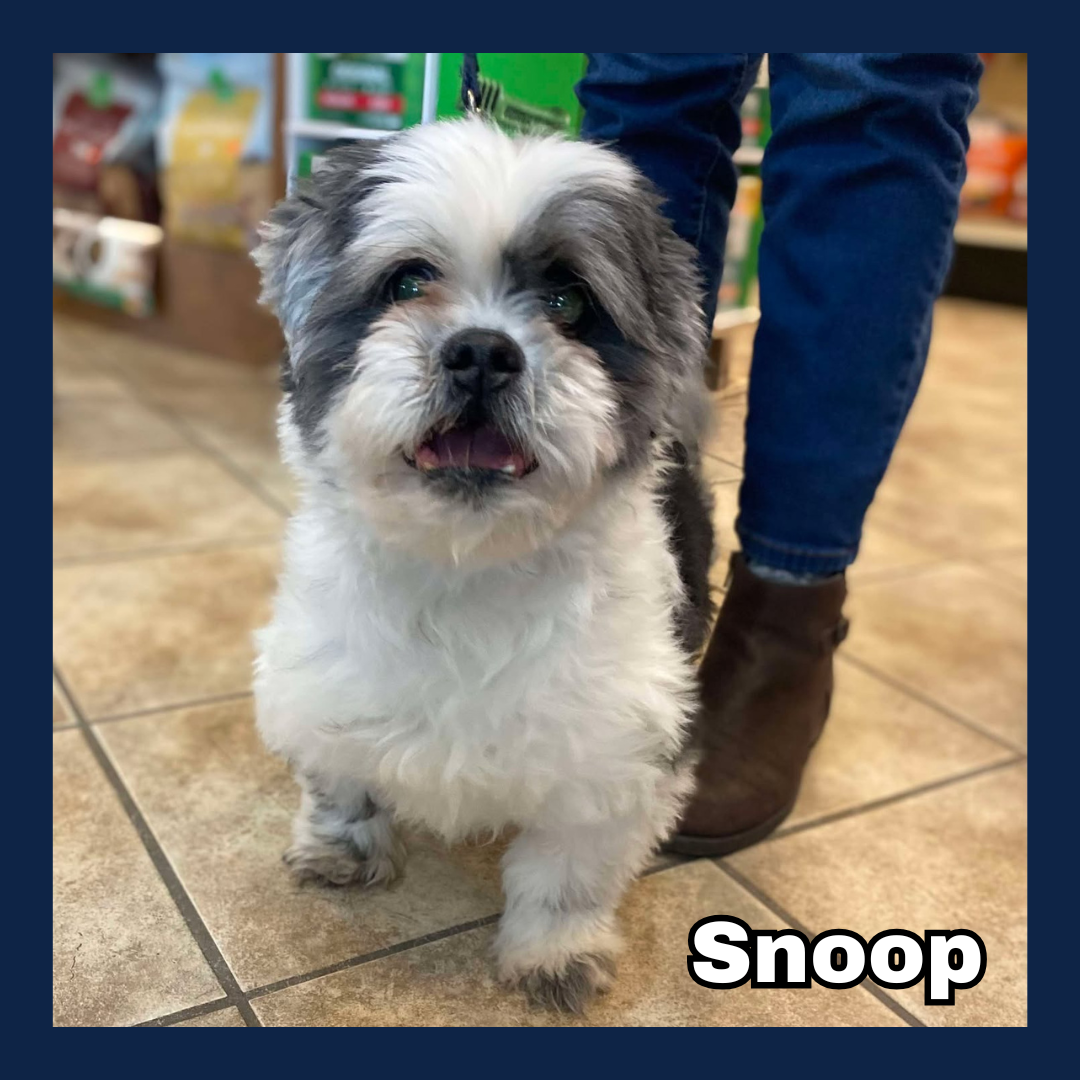 Available Dogs/Puppies – Starting Over Animal Rescue