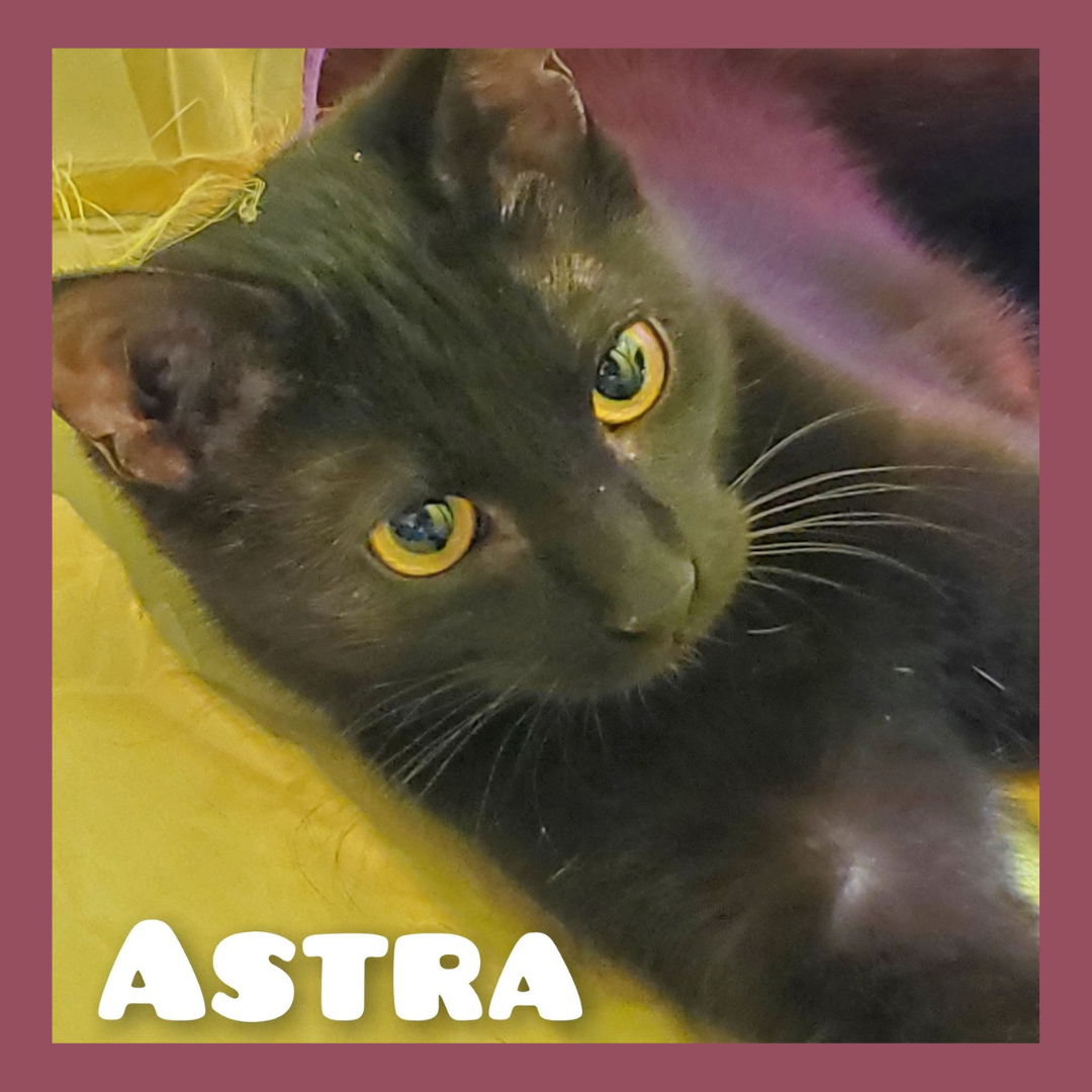 Available Cats/Kittens – Starting Over Animal Rescue