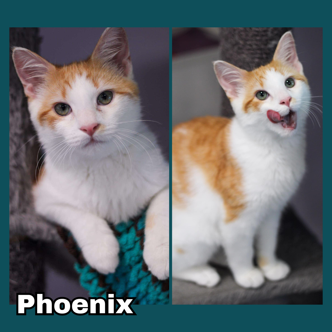 Available Cats/Kittens – Starting Over Animal Rescue