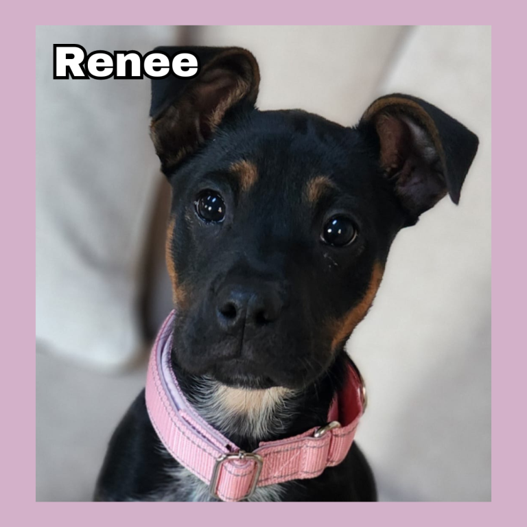 Available Dogs/Puppies – Starting Over Animal Rescue