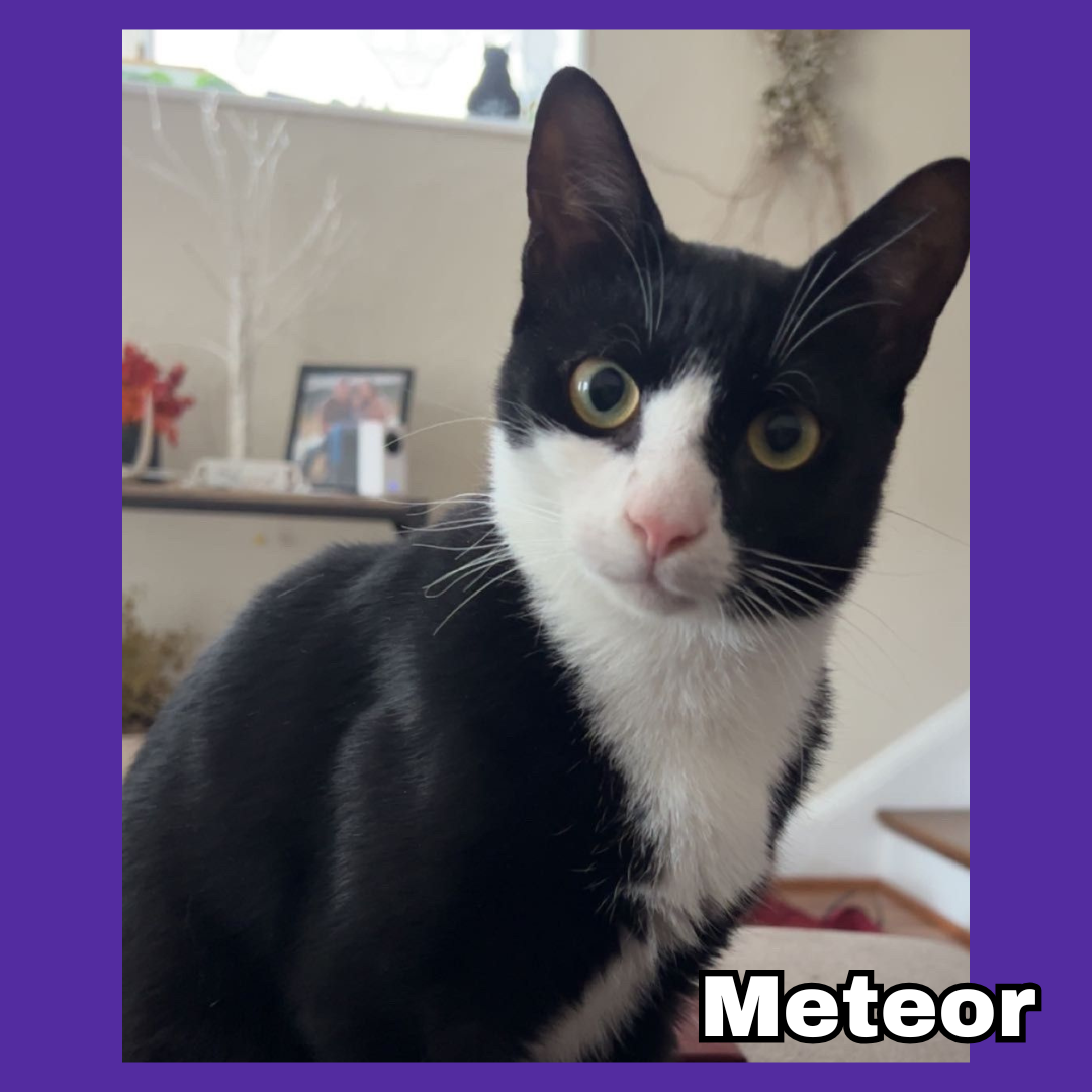 Available Cats/Kittens – Starting Over Animal Rescue